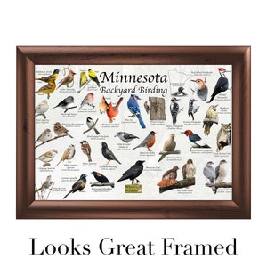 Birds of Minnesota Backyard Birding Identification Picture Print/ Great ...