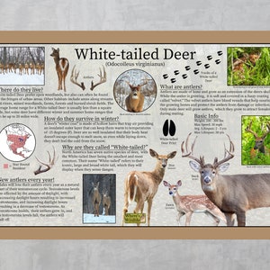 White Tailed Deer (odocoileus Virginianus) Educational Nature Poster ...