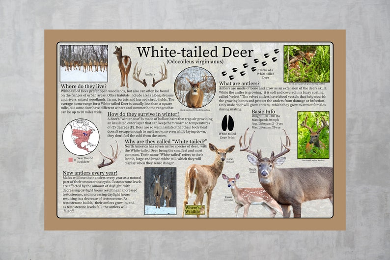 White Tailed Deer (odocoileus Virginianus) Educational Nature Poster ...