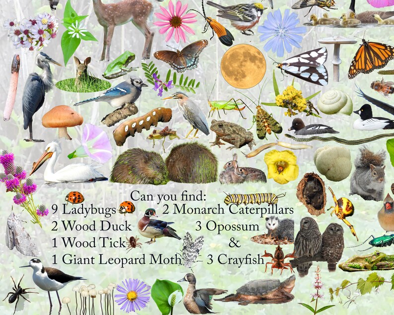 Nature Collage Poster (24" X 36") Print Contains Over 700 Images of ...