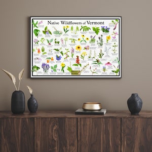 Native Wildflowers of Vermont / Flower Field Guide Providing Picture ...