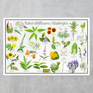 Native Wildflowers of Washington / State Flower Field Guide Poster ...