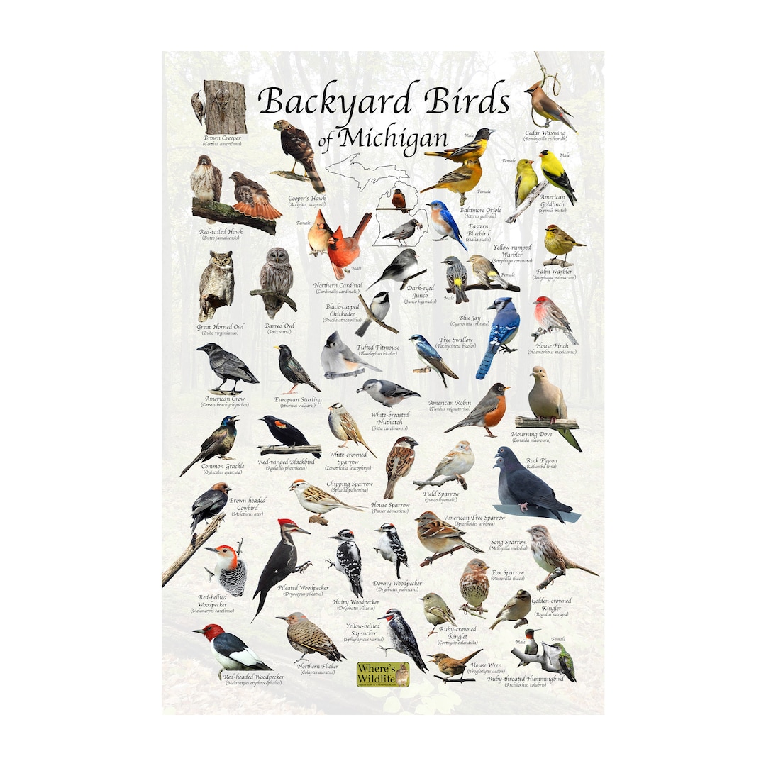 Backyard Birds of Michigan Bird Identification Poster / Bird Field ...