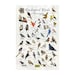 Backyard Birds of Pennsylvania Bird Identification Poster Divided Into ...