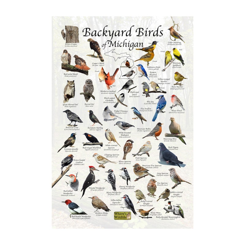 Bird Prints Michigan Birds - Etsy