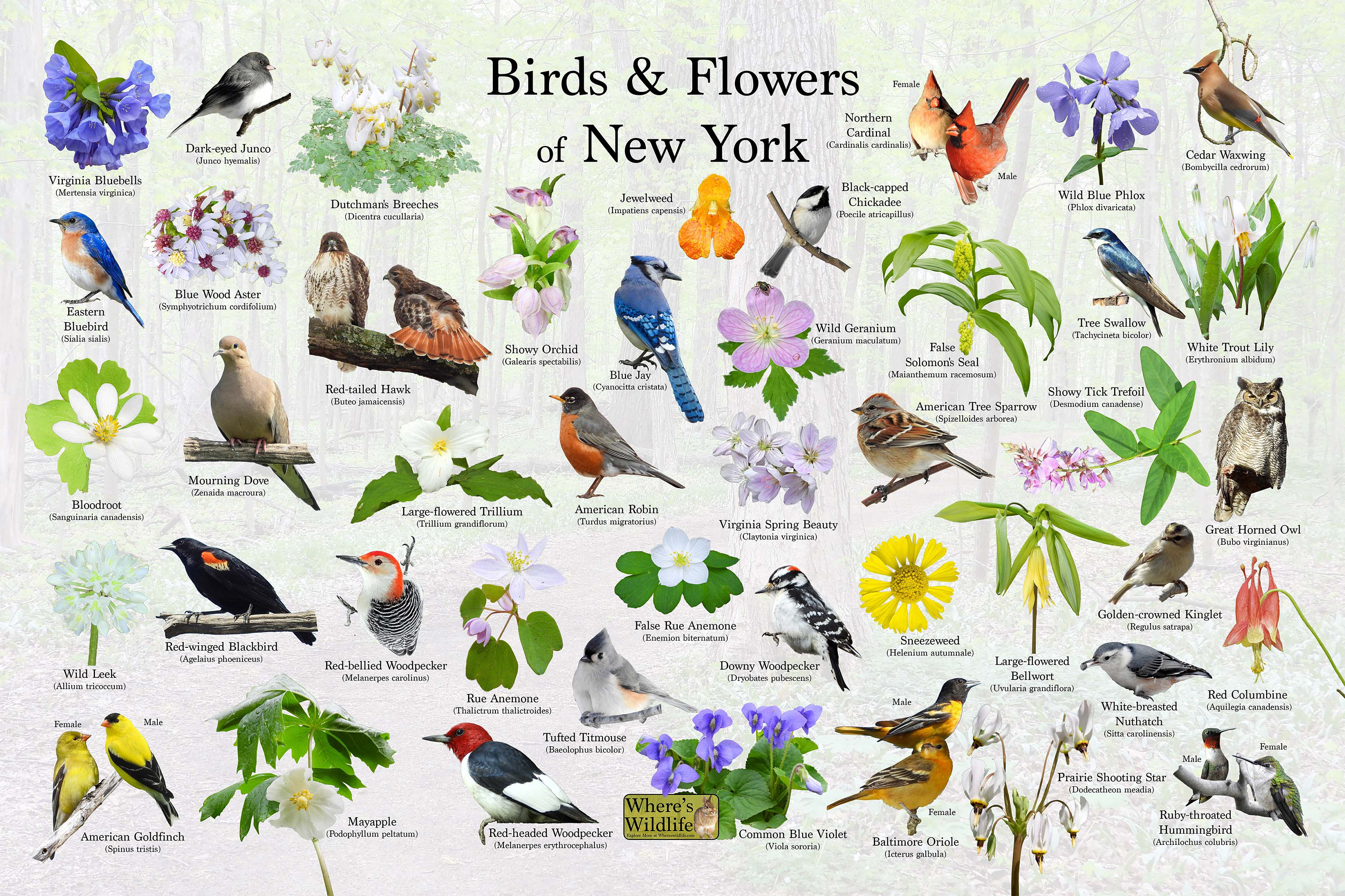 Identify Birds In New York