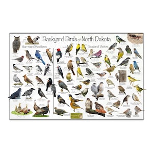 Backyard Birds of North Dakota Bird Identification Poster Divided by ...