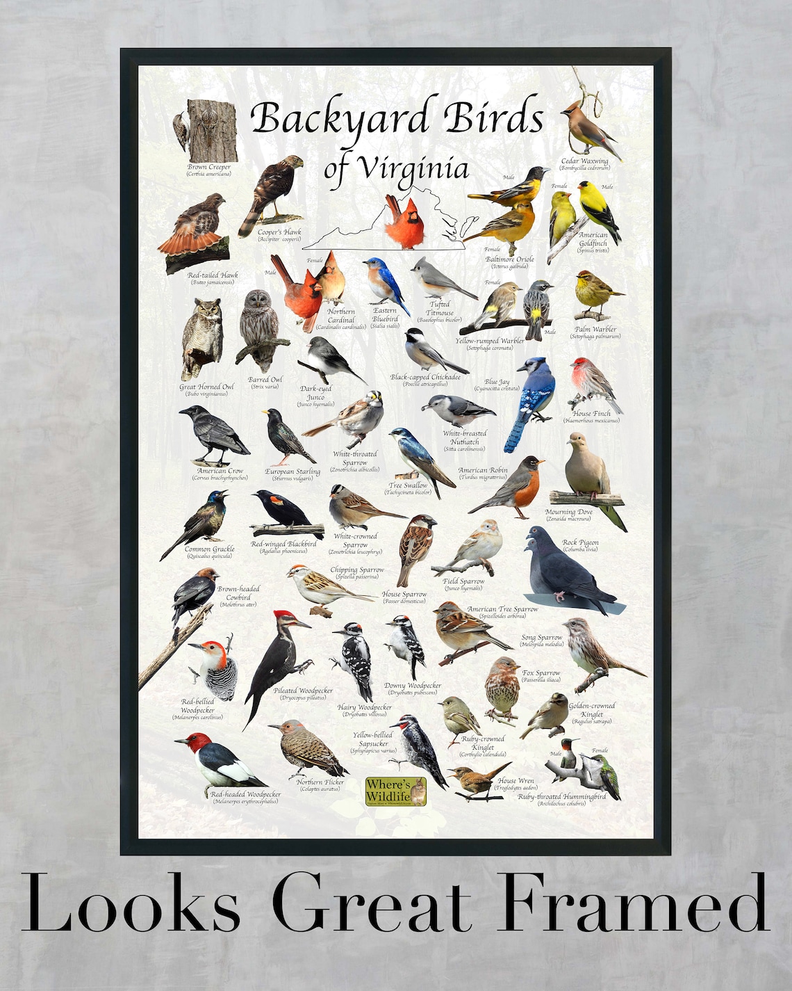 Backyard Birds of Virginia Bird Identification Poster / Bird Field ...