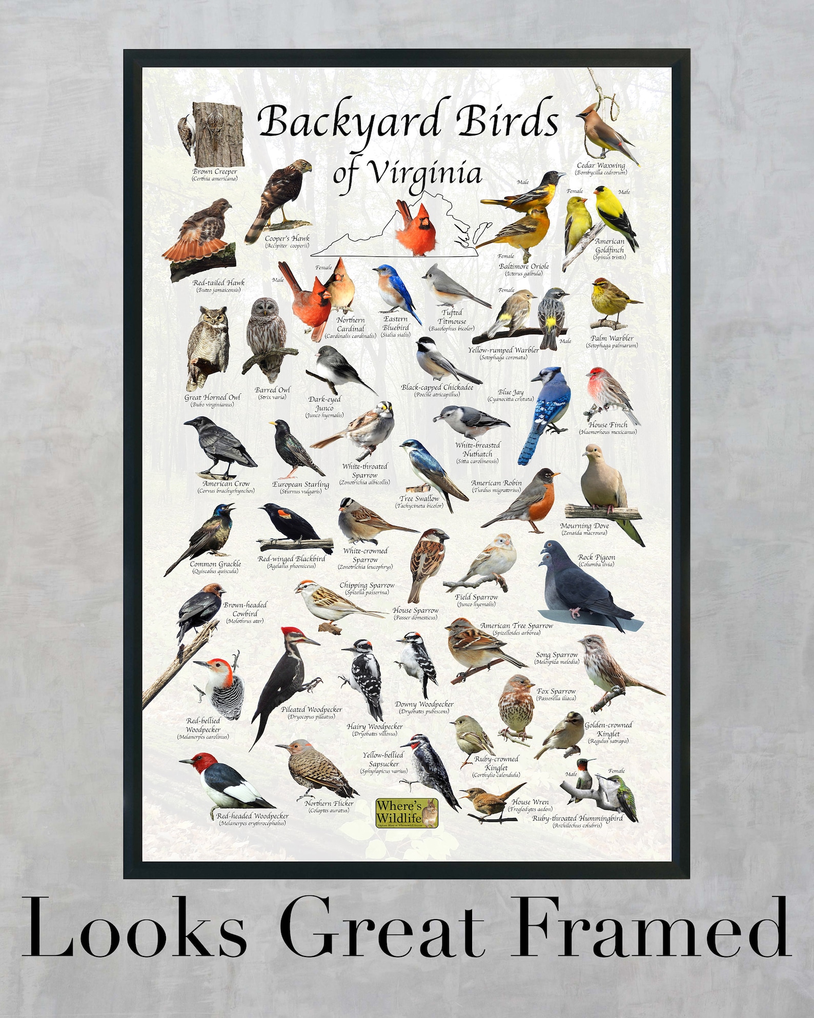 Backyard Birds of Virginia Bird Identification Poster / Bird Field ...