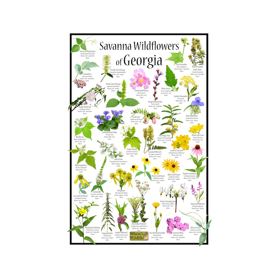 Savanna Wildflowers of Georgia Poster / State Flower Guide Providing ...