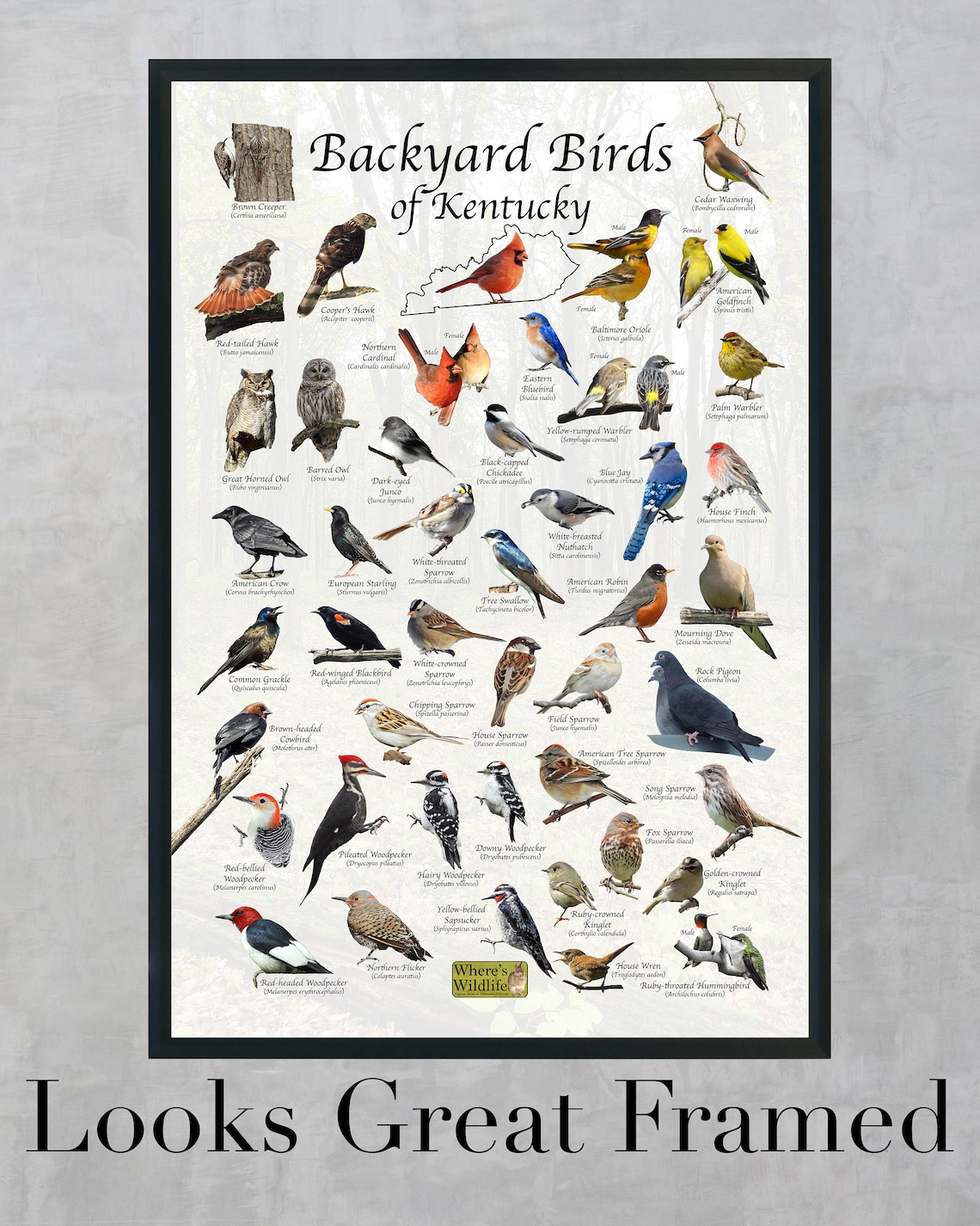 Backyard Birds of Kentucky Bird Identification Poster / Bird - Etsy