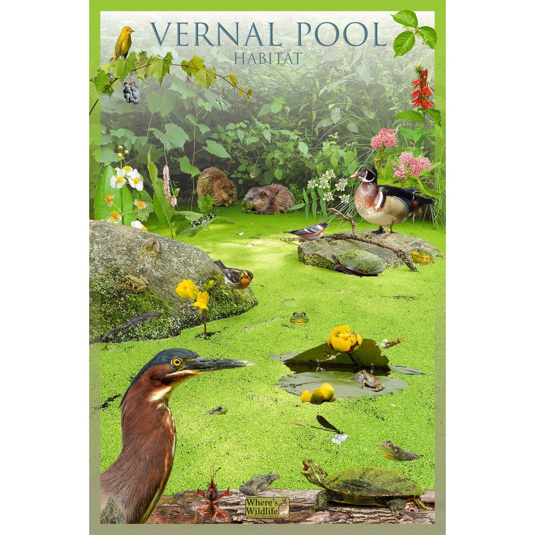 Vernal Pool Habitat Nature Poster / Wildlife and Wetland Landscape ...
