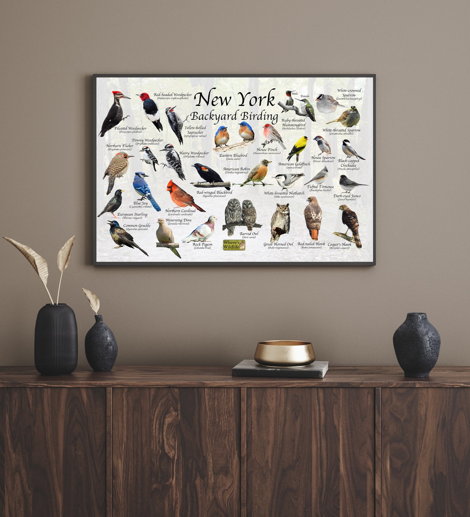 Birds of New York Backyard Birding Identification Picture - Etsy