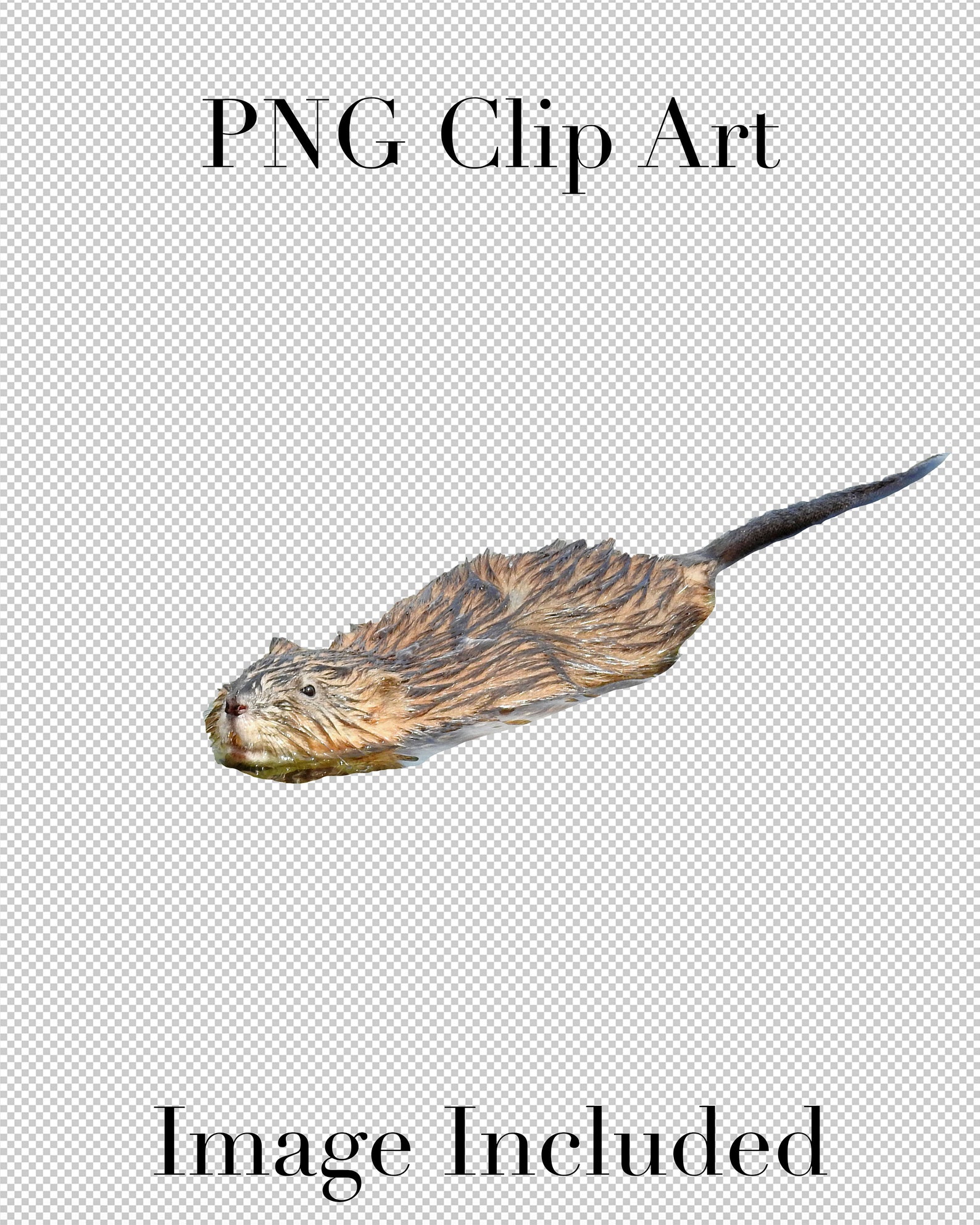 Muskrat Aquatic Animal Clip Art (set of 5) PNG Clipart With Transparent ...
