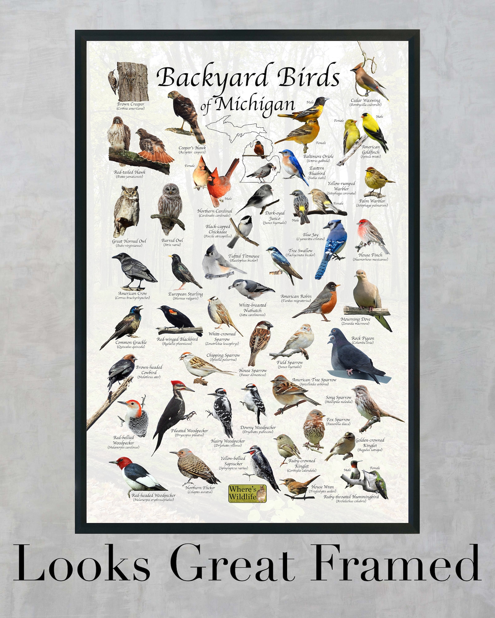Backyard Birds of Michigan Bird Identification Poster / Bird Field ...