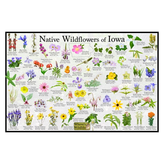 Logotipo De Plantas Nativas De Iowa Iowa And Its Flora The Vascular