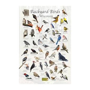 Backyard Birds of Wisconsin Bird Identification Poster / Bird Field ...