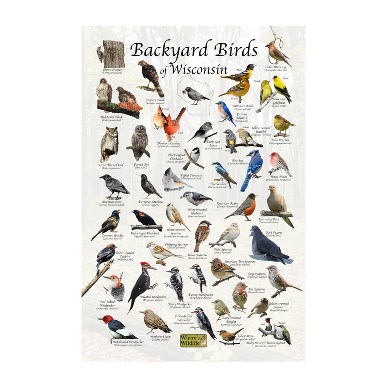 Backyard Birds of Wisconsin Bird Identification Poster / Bird - Etsy