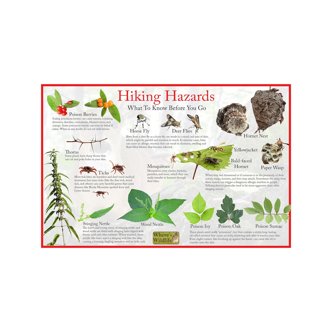 Hiking Hazards Educational Nature Poster / Identifies Common Dangers ...