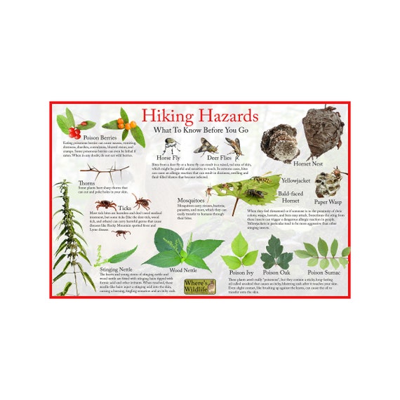 Hiking Hazards Educational Nature Poster / Identifies Common - Etsy