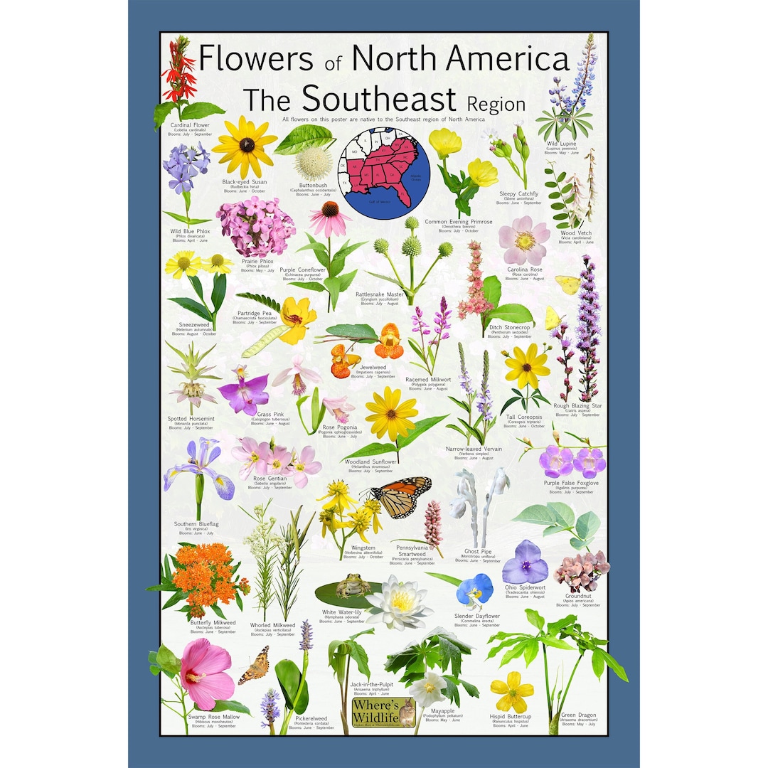 Botanical Symphony: Native Flowers of the Southeast Poster - Wildflower ...