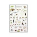 Insects Field Guide Educational Nature Print / Insect ID Collection ...
