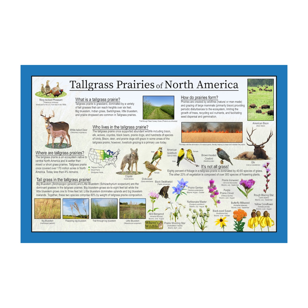 Tallgrass Prairies of North America Educational Nature Poster ...