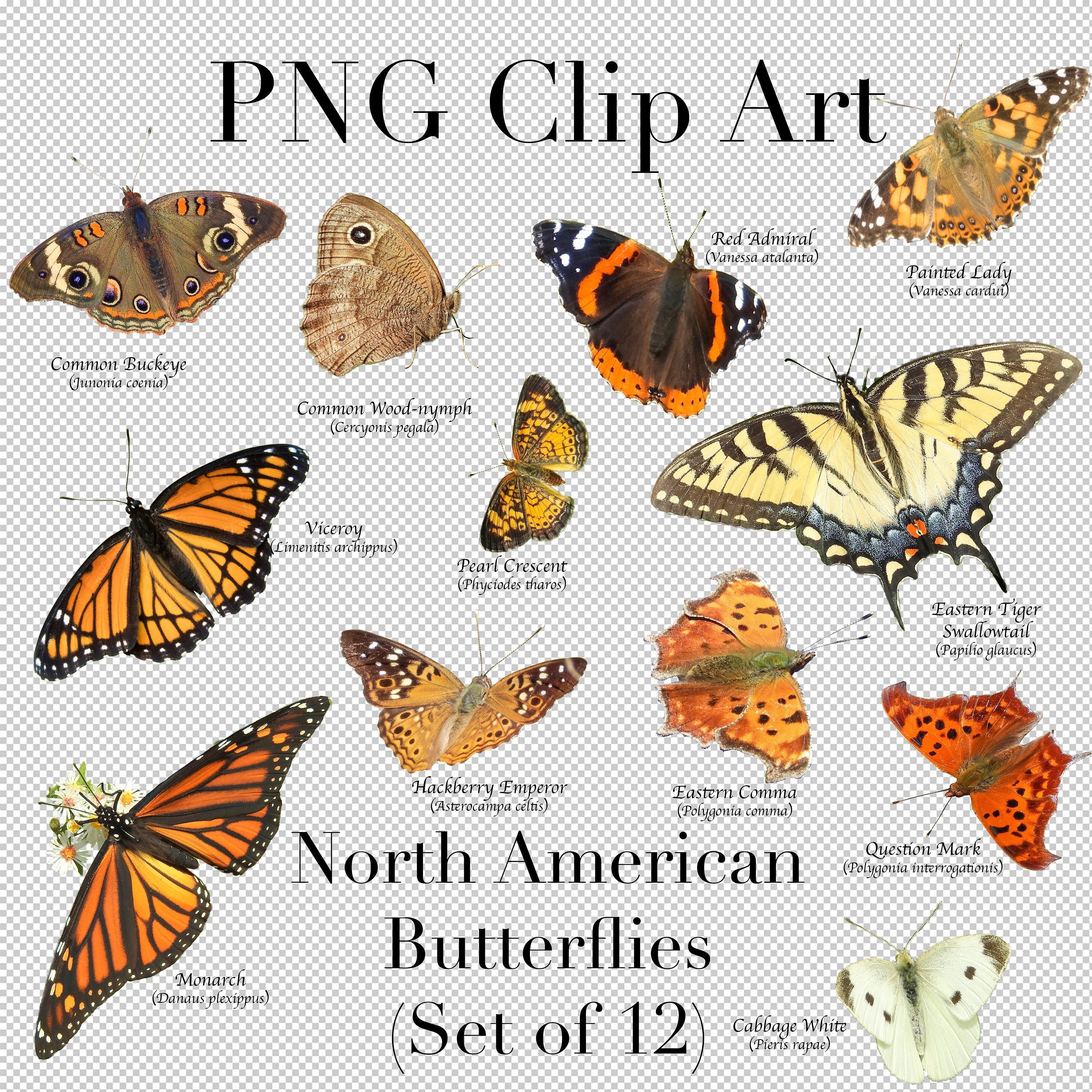 North American Butterflies PNG Clipart With Transparent | Etsy