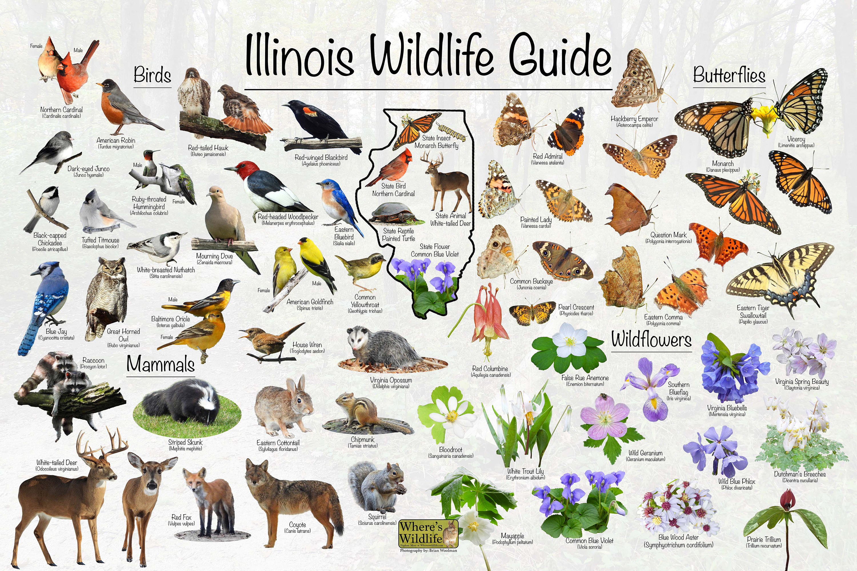 Illinois Nature Poster - Etsy