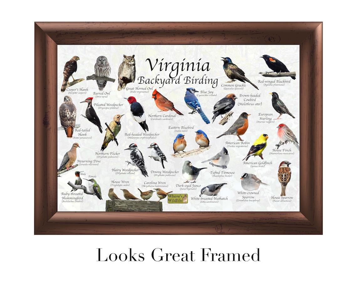 Birds of Virginia Backyard Birding Identification Picture Print/ Great ...
