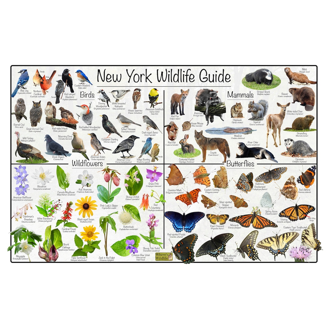 New York Wildlife Guide / Id's State Birds, Mammals, Wildflowers, and ...