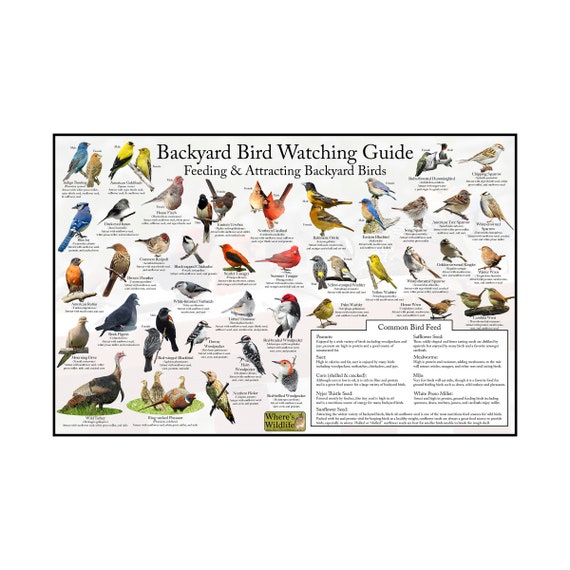 Bird Watching Life List at Buddy Franzen blog