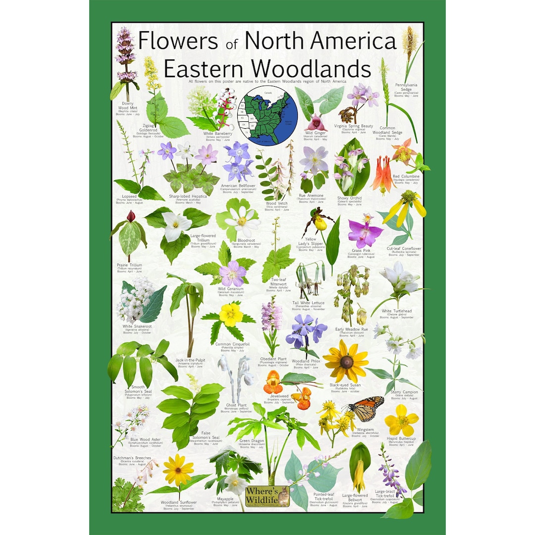 Flowers of North America the Eastern Woodlands - Native Wildflower ...