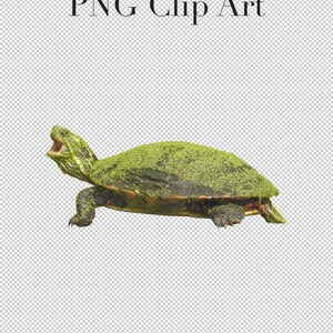 Painted Turtle Animal Clip Art (set of 5) PNG Clipart With Transparent ...