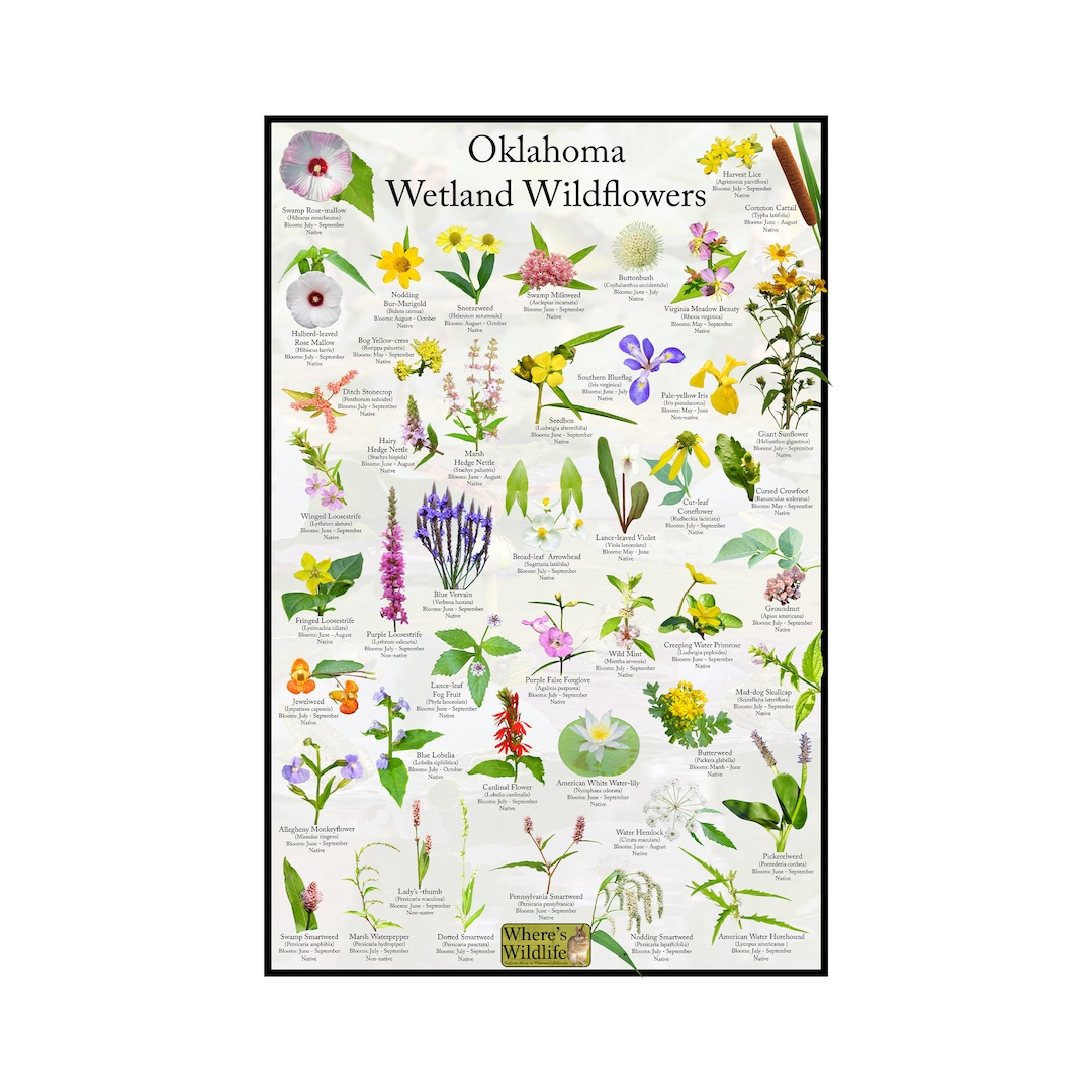Oklahoma Wetland Wildflower Identification Nature Poster / Wildflower ...