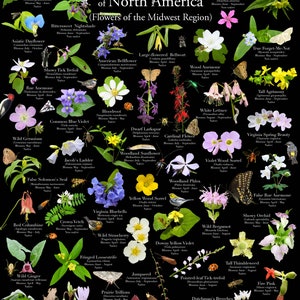 Where's Wildlife Presents Woodland Wildflowers of North America midwest ...