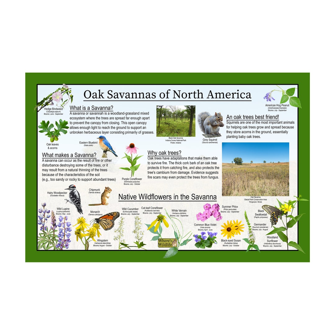 Oak Savannas of North America Educational Nature Poster / Wildlife and ...