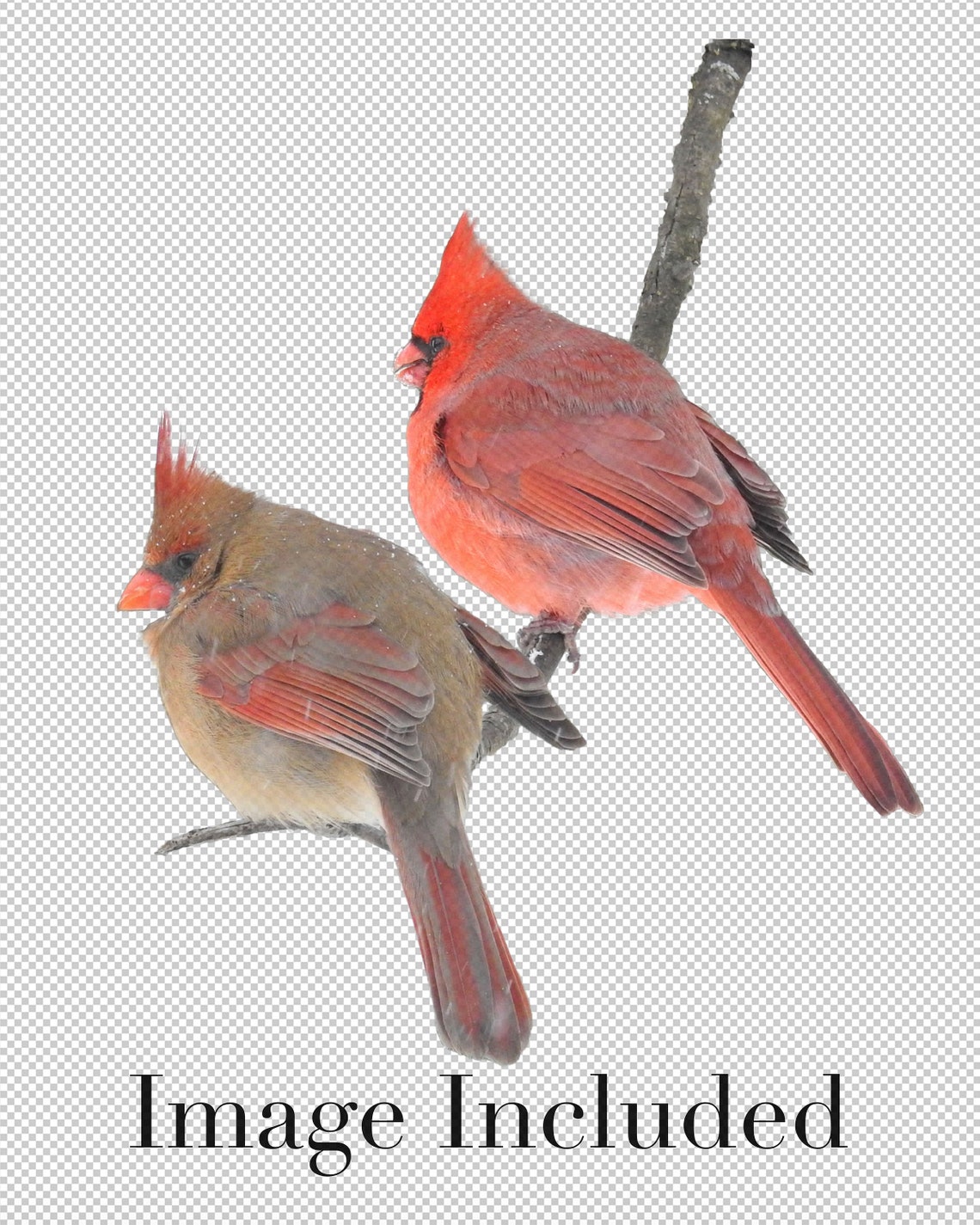 Northern Cardinal Bird Set of 5 PNG Clipart With Transparent | Etsy