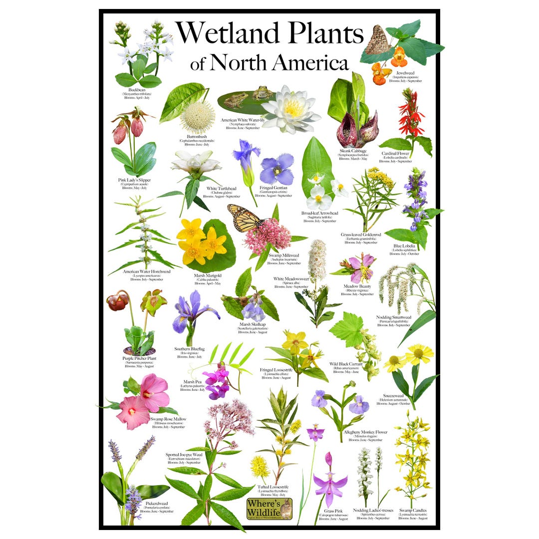 Wetland Plants of North America - Pollinator Plant Poster - Wildflower ...