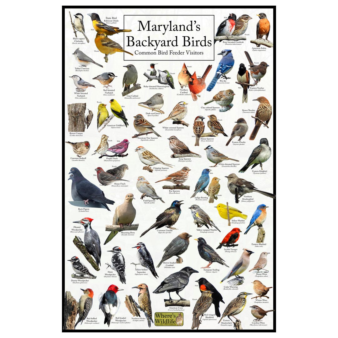 Maryland's Backyard Birds Poster - Maryland Bird Watching Chart ...