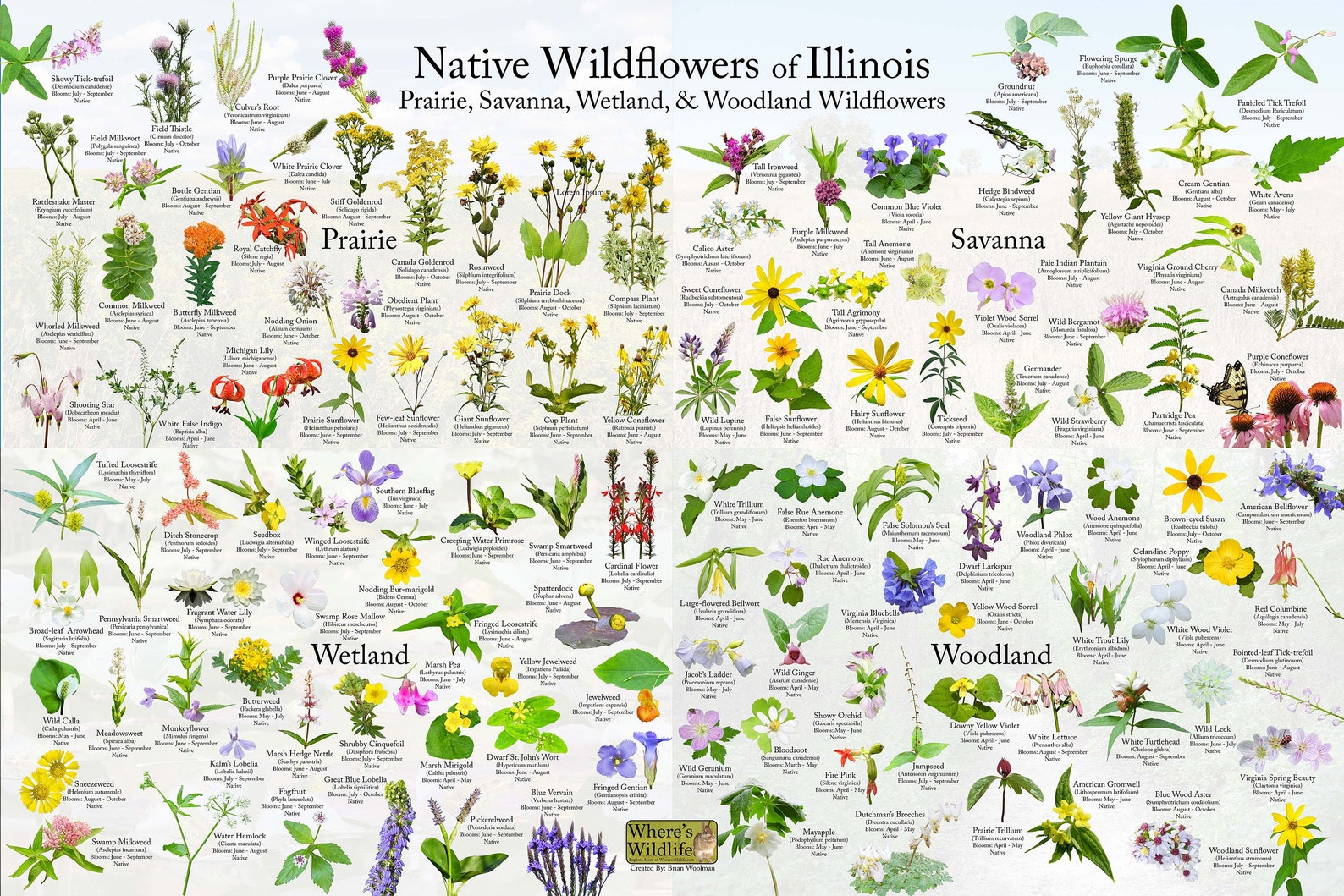 Native Wildflowers of Illinois / Plant and Flower Identification Poster ...