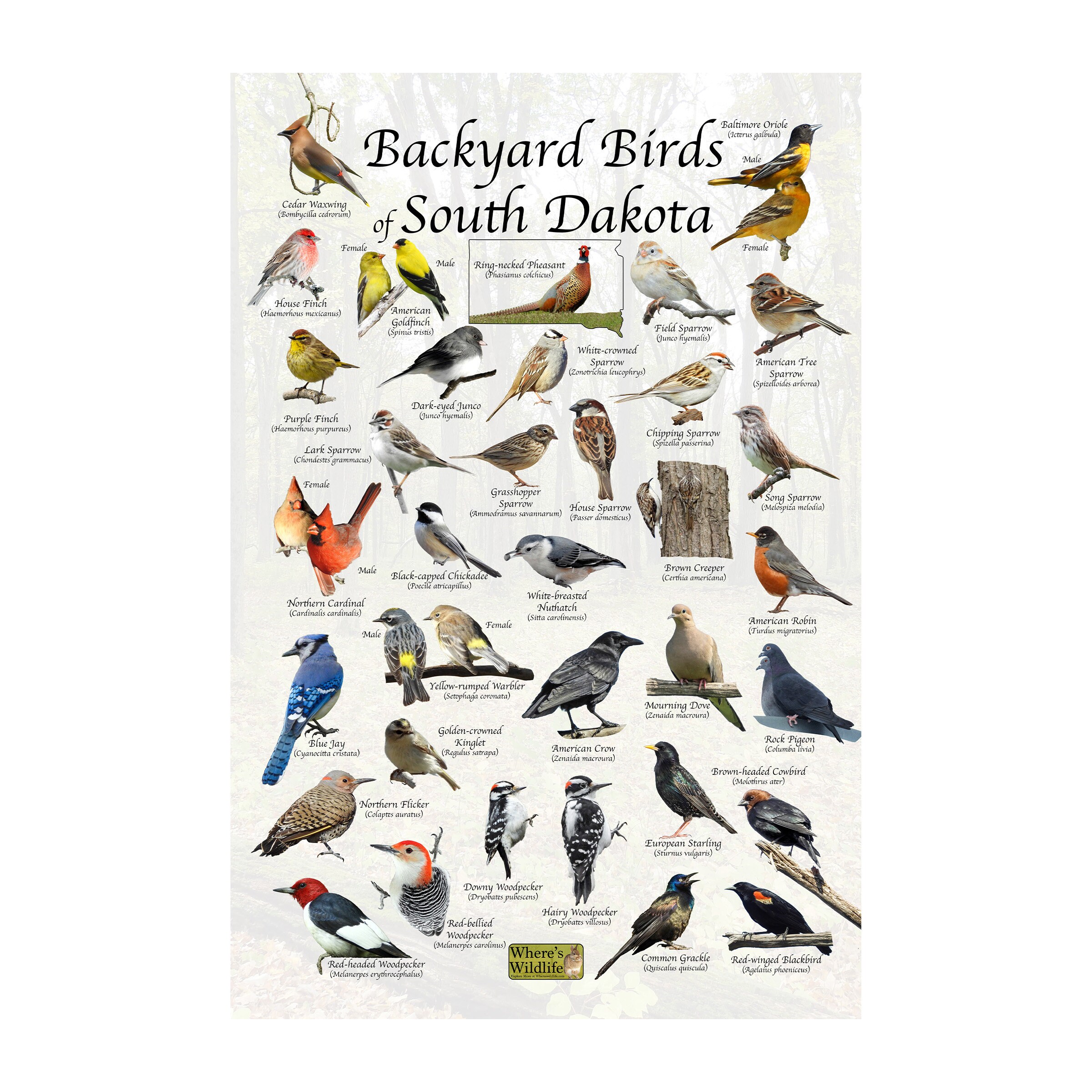Birds of South Dakota Backyard Birding Identification Picture - Etsy