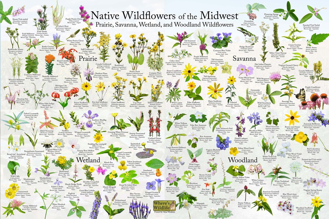 Native Wildflowers of the Midwest / Plant and Flower Identification ...