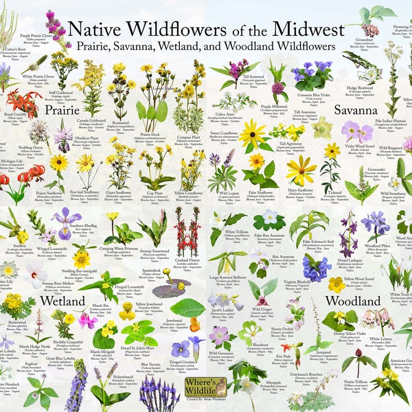 Indiana Native Plant - Etsy