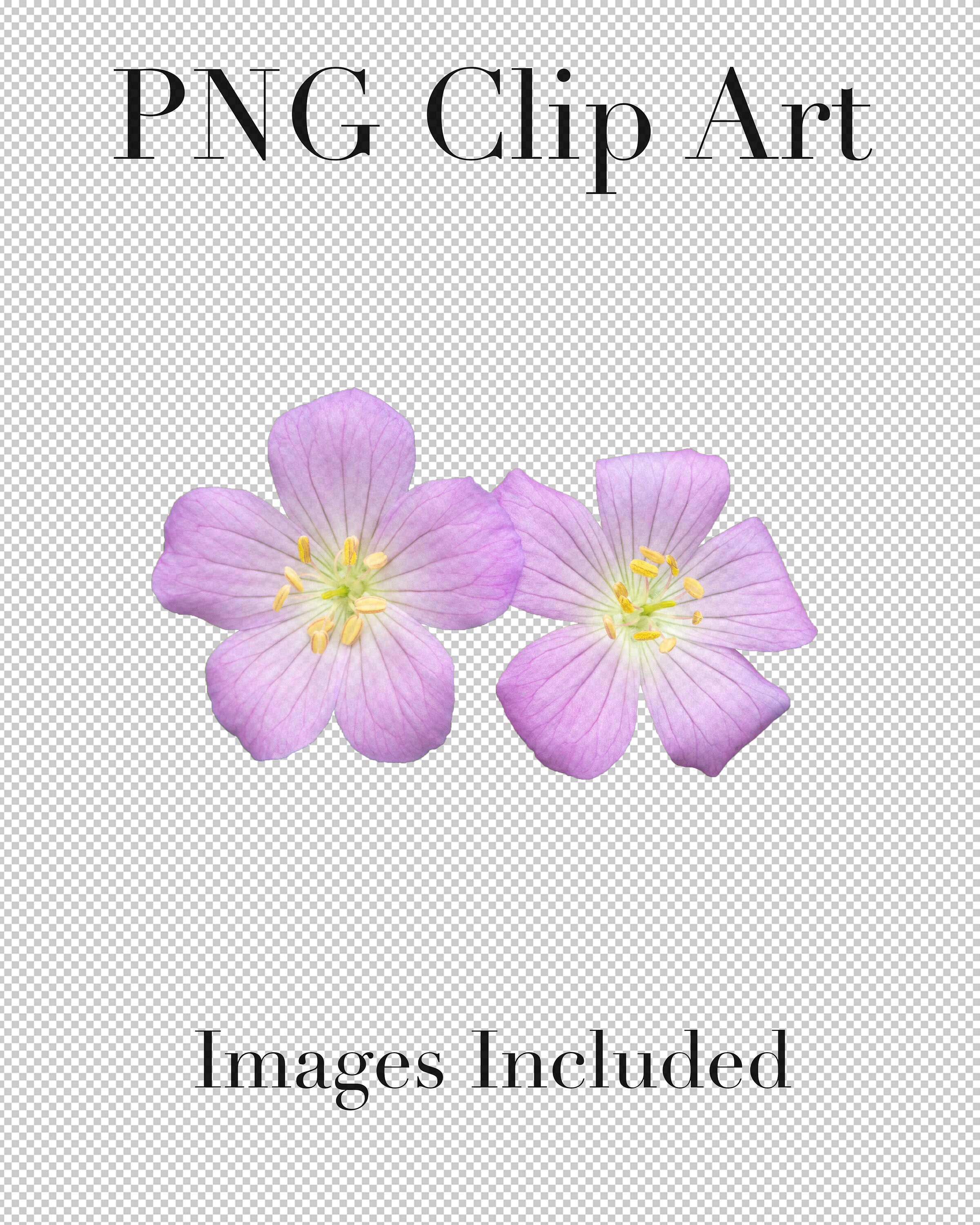 Wild Geranium geranium Maculatum Set of 5 PNG Clipart With | Etsy