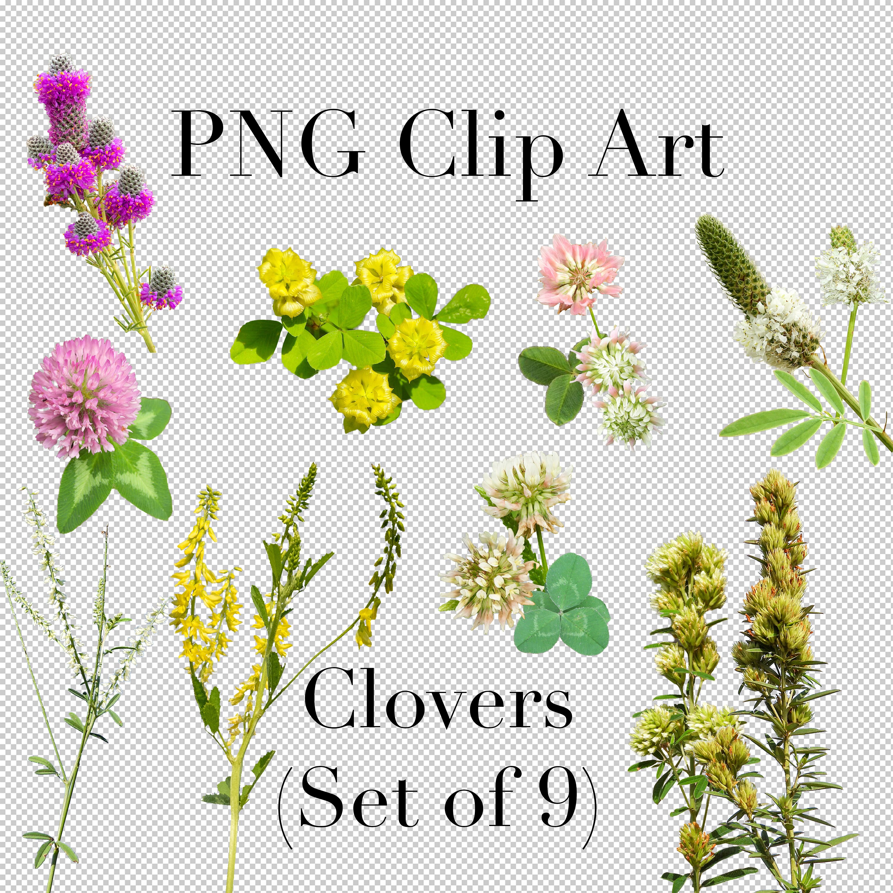 Clover Flower Clipart