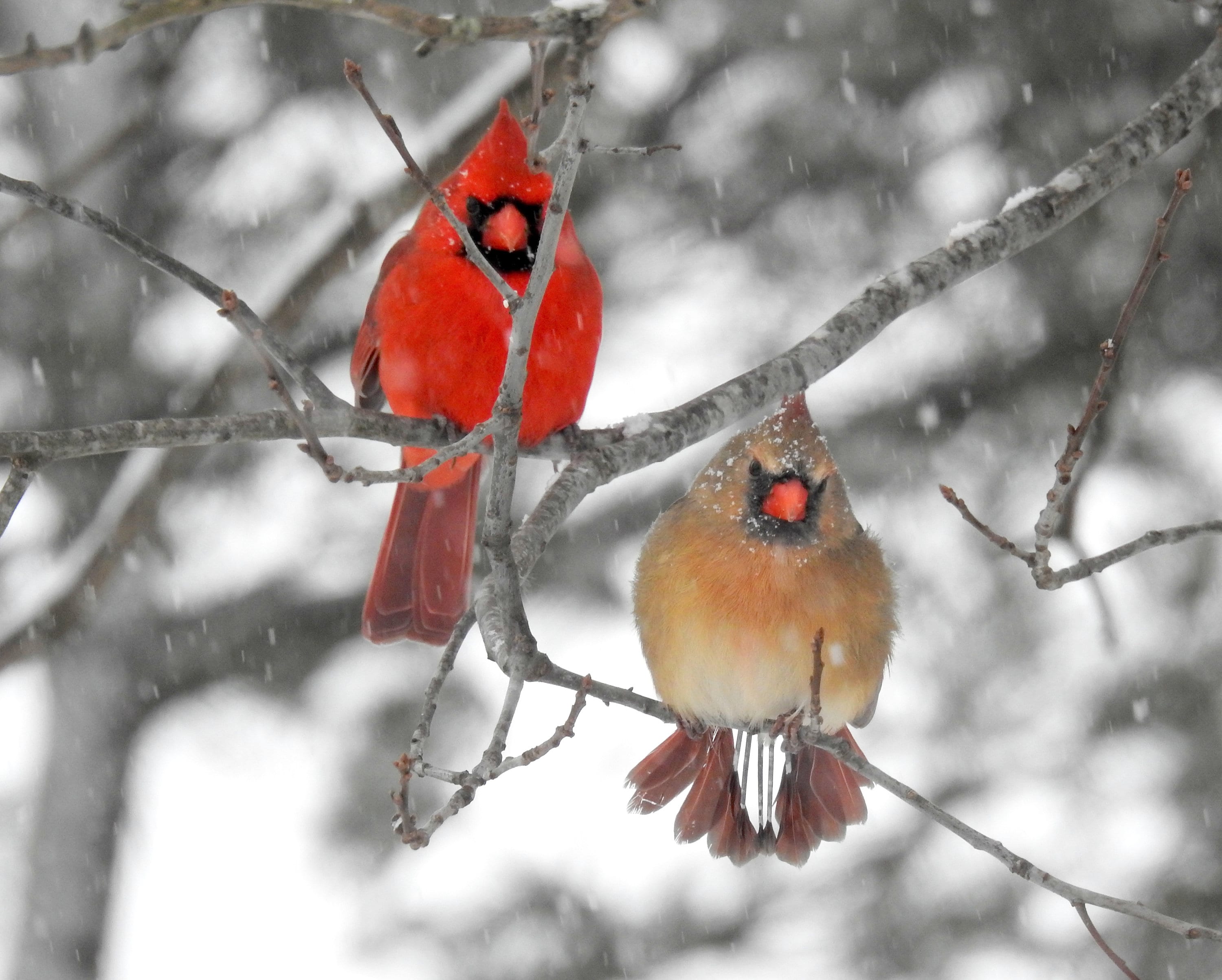 Cardinal In Snow Background