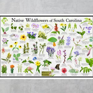 Native Wildflowers of South Carolina / Flower Field Guide Providing ...