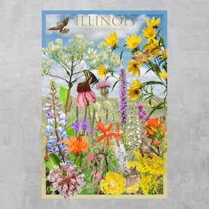Illinois Prairie Poster - Native Prairie Wildflowers Found in the ...