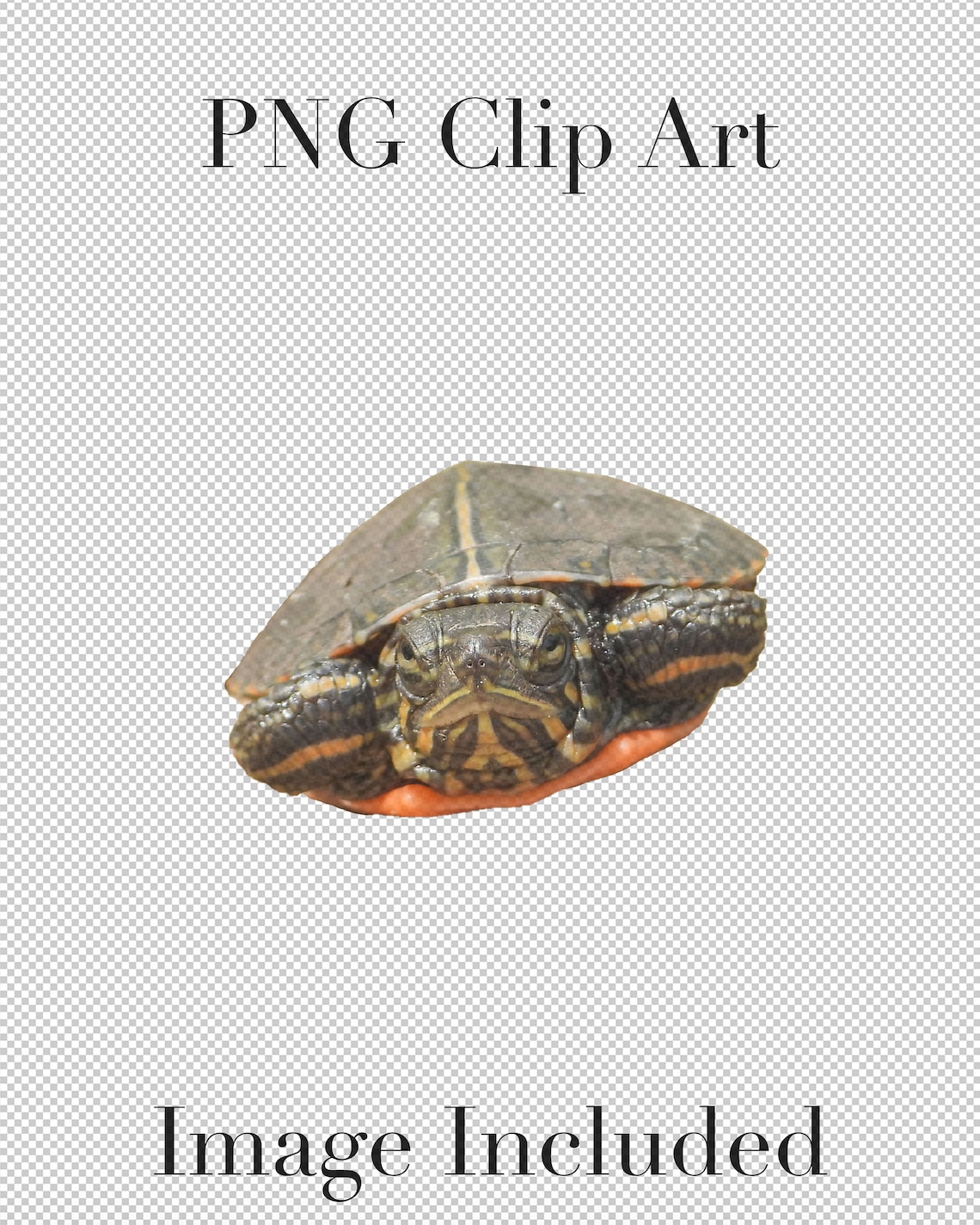 Painted Turtle Animal Clip Art set of 5 PNG Clipart With - Etsy